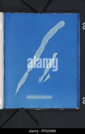 Asperococcus compressus.; Asperococcus compressus Stock Photo - Alamy