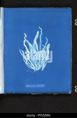 Asperococcus echinatus.; Asperococcus echinatus Stock Photo - Alamy