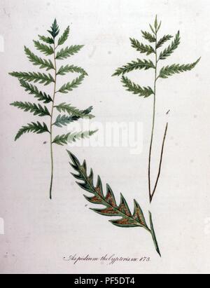 Aspidium thelypteris Flora Batava Volume v11 Stock Photo - Alamy