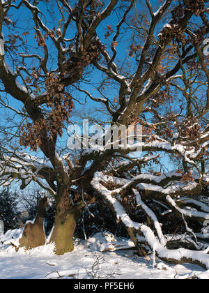 Eichenbaum, Quercus; Robur Stock Photo - Alamy