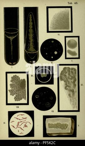 Atlas and essentials of bacteriology (Tab. 3 Stock Photo - Alamy