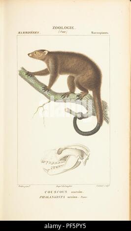 Atlas de zoologie (Pl. 12 Stock Photo - Alamy