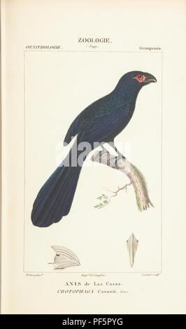 Atlas de zoologie (Pl. 17 Stock Photo - Alamy