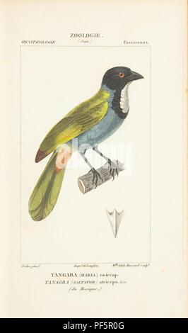 Atlas de zoologie (Pl. 28 Stock Photo - Alamy