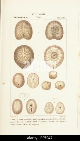 Atlas de zoologie (Pl. 71 Stock Photo - Alamy