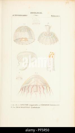 Atlas de zoologie (Pl. 80 Stock Photo - Alamy