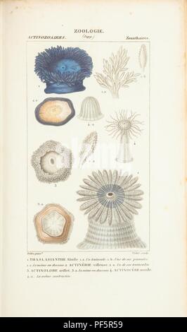 Atlas de zoologie (Pl. 84 Stock Photo - Alamy