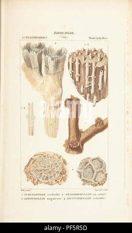 Atlas de zoologie (Pl. 8 Stock Photo - Alamy