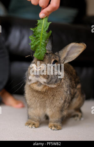A rabbit reaching for a dandelion leaf Stock Photo - Alamy