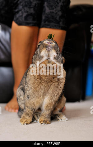 A rabbit reaching for a dandelion leaf Stock Photo - Alamy