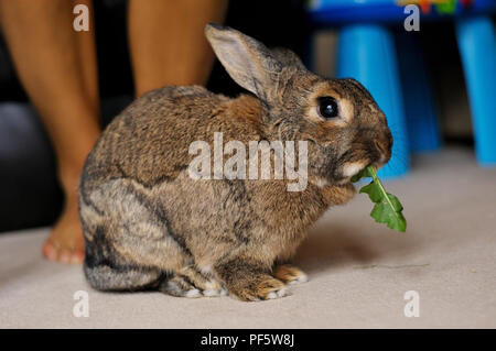 A rabbit reaching for a dandelion leaf Stock Photo - Alamy