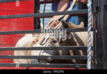 Rodeo Excitement comes to Southwestern Ontario at Exeter Fair Grounds ...