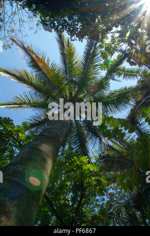 Looking up to see the coconut tree in the park Stock Photo - Alamy
