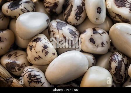 Ivory and vegetable ivory, the nut of the Ivory Palm (Phytelephas ...