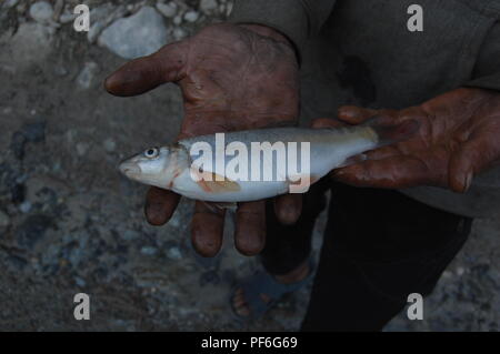 Animals, insects, fish and Birds, Nepal Stock Photo - Alamy