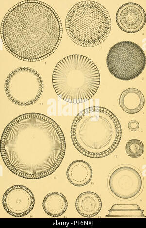 Marine Diatoms of France and its neighboring maritime districts ...