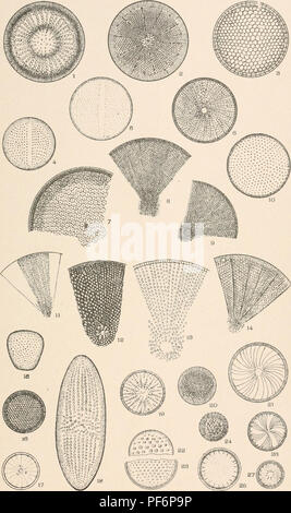 This comprehensive work on diatoms of North America includes over 2,300 ...