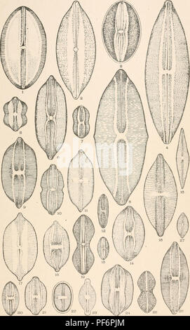 This comprehensive work on diatoms of North America includes over 2,300 ...