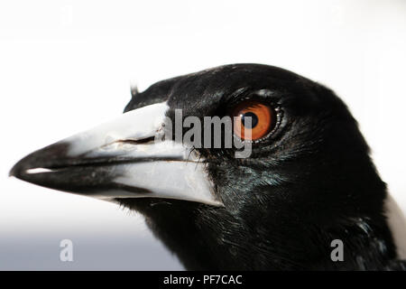 Portrait of magpie, side view Stock Photo - Alamy