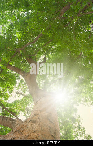 green forest background in a sunny Stock Photo - Alamy