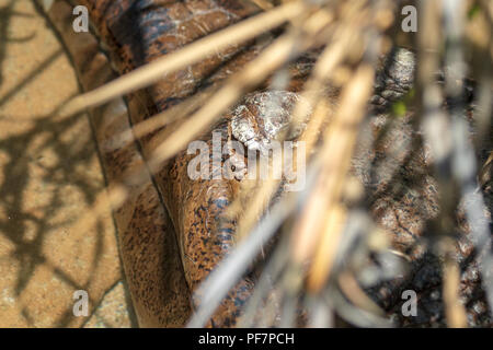 False gharial (Tomistoma schlegelii), captive, Germany Stock Photo - Alamy
