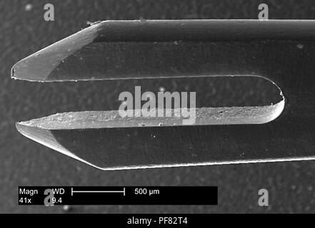 Roughened surface of the tip of a bifurcated smallpox vaccination ...