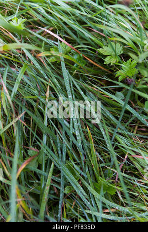 A lush green shrub with bright green blades of grass growing at its ...