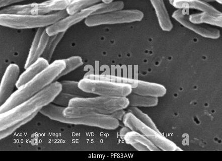Mycobacterium tuberculosis bacteria, These Gram-positive rod-shaped bacteria cause the disease ...