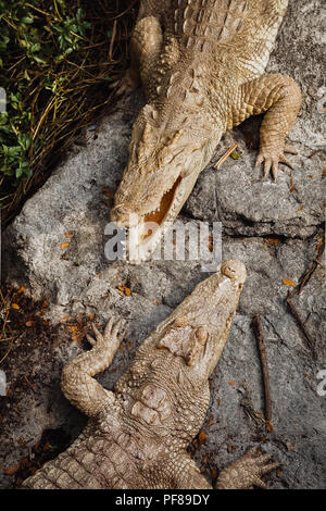 Crocodiles at Phuket zoo Stock Photo - Alamy