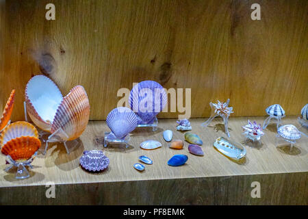 A display of elaborate exoskeleton sea shells and seashells Stock Photo ...