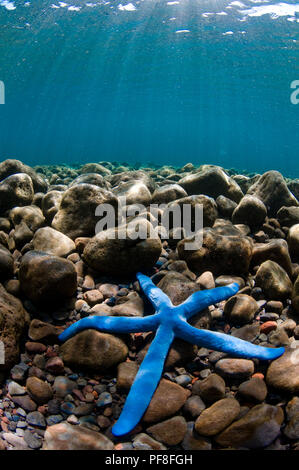 Starfish {Linckia laevigata} in shallow water Indonesia Stock Photo - Alamy