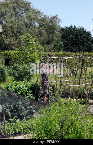 GARDENER BUILDING A RUNNER BEAN FRAME FROM COPPICED WOOD Stock Photo ...