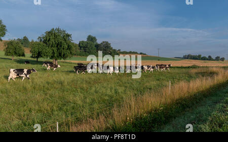 Group of holstein cows running on a pasture inside a german farm Stock ...