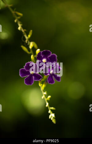 Purple blue Duranta flower (Duranta erecta), aka Golden dewdrop, Pigeon ...