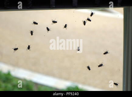 Summer fly infestation on window interior. Flies in the house all of a ...