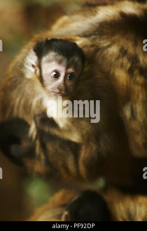 The monkeys in the Melbourne zoo Stock Photo - Alamy