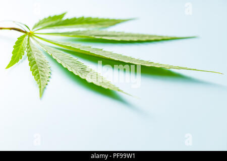 green cannabis leaf on blue background, concept of legalization as ...