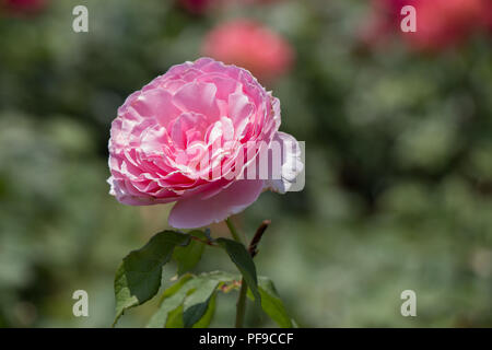 Blooming beautiful colorful rose in garden nature background Stock ...