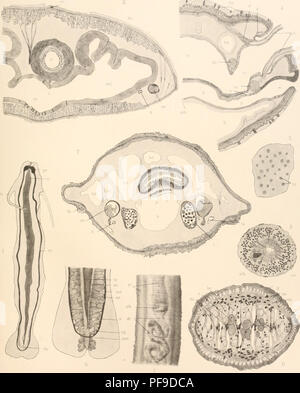 This illustration from *The Cruise of the Antarctic to the South Polar ...