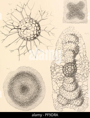 Illustration of the newly discovered fish species Eviota distigma ...