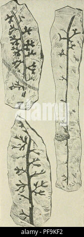 This study focuses on the Devonian floras, examining the early ...