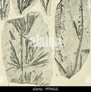 This study explores the origin and evolution of Cormophyta (vascular ...