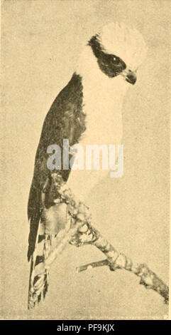 This work explores the bird species of Guyana, including the Spotted ...