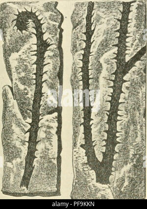 This study investigates the origins of Cormophyta, focusing on the ...
