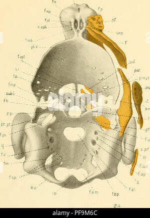 This study examines the embryonic development of the skull in *Emys ...