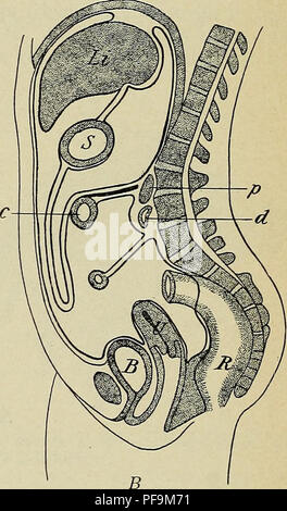 This manual on human embryology details the process of bone development ...