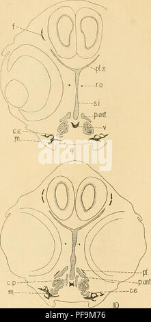 . The development of the skull of Emys Lutaria. Chelonia (Genus ...