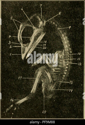 This textbook on embryology covers the development of the chick ...