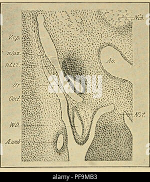 This work provides a detailed introduction to the embryology of ...