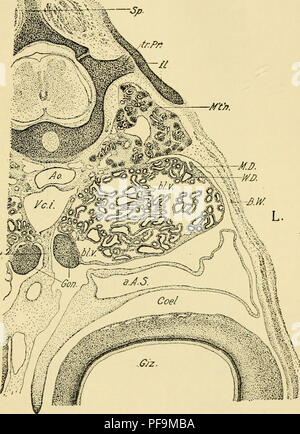 This text introduces the development of a chick embryo, focusing on the ...